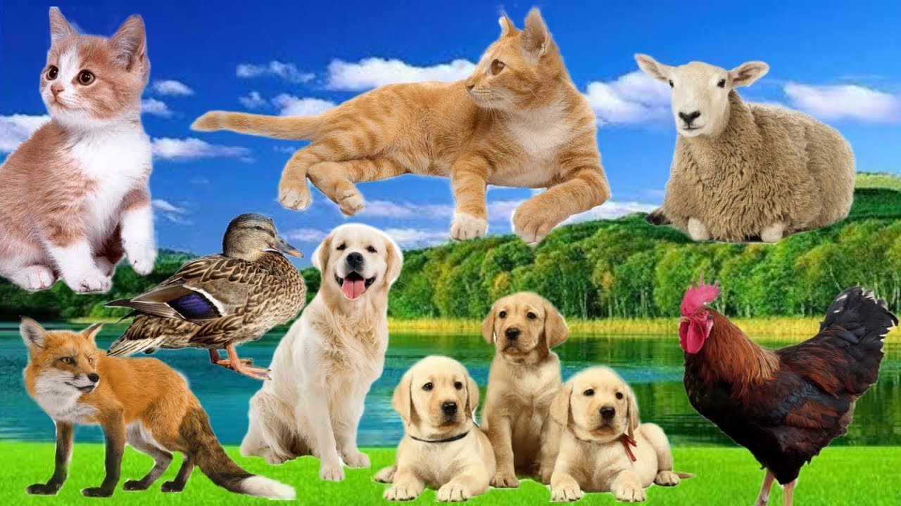 Best Animal Sound!Wild Animal Sounds: Pig Elephant Dog Turtle Owl ...