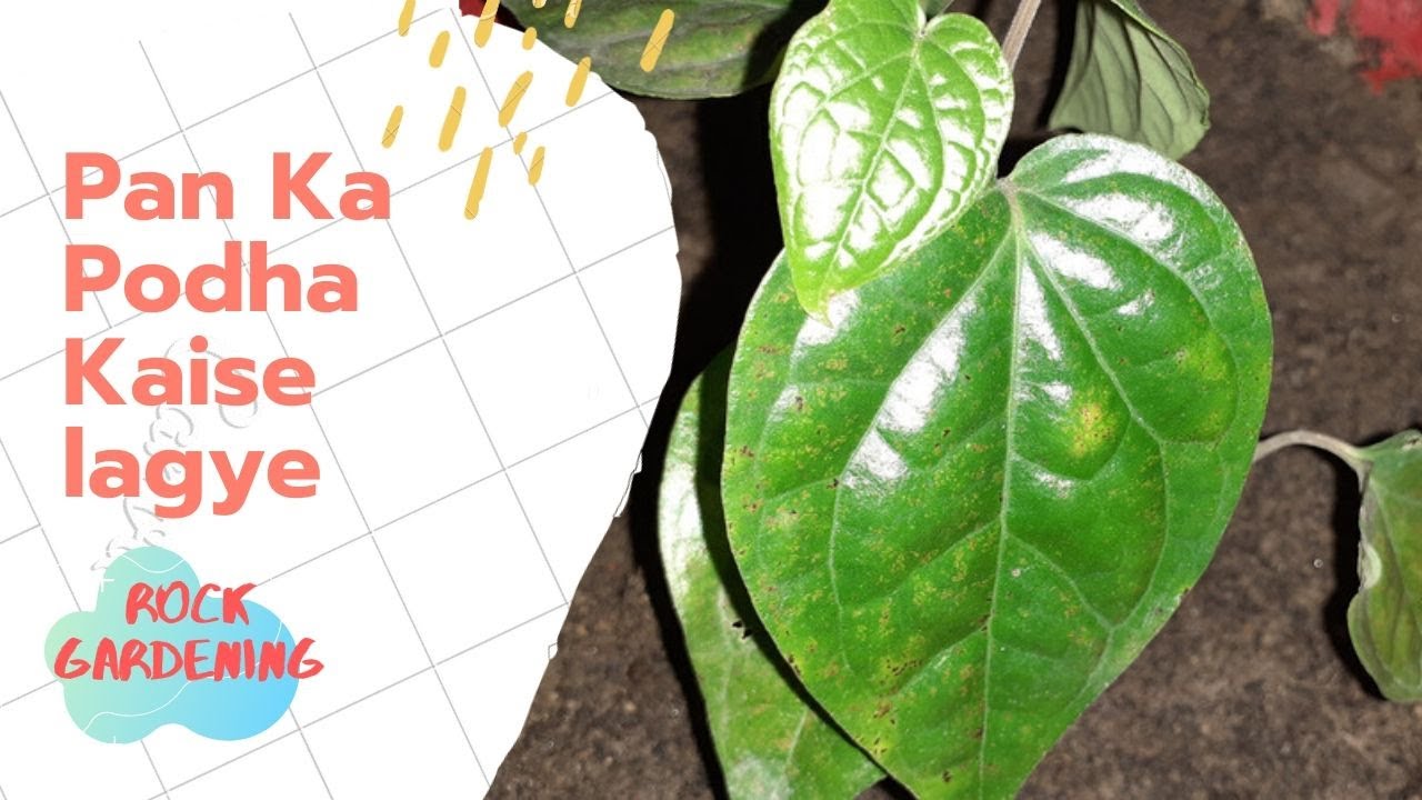 Pan ka podha kaise lagye // pan ka podha gamle me kaise lagye // how to ...