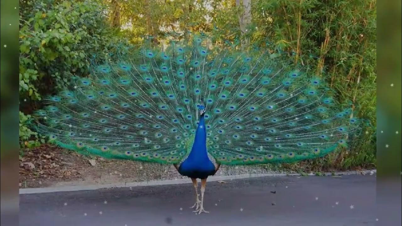 Peacock Sounds Beautiful Peacock Sounds Peacock 🦚 Voice Youtube