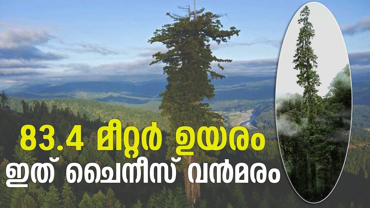 28 നില കെട്ടിടത്തിന്റെ ഉയരമുള്ള ചൈനയിലെ ഏറ്റവും വലിയ മരം|Tallest tree ...