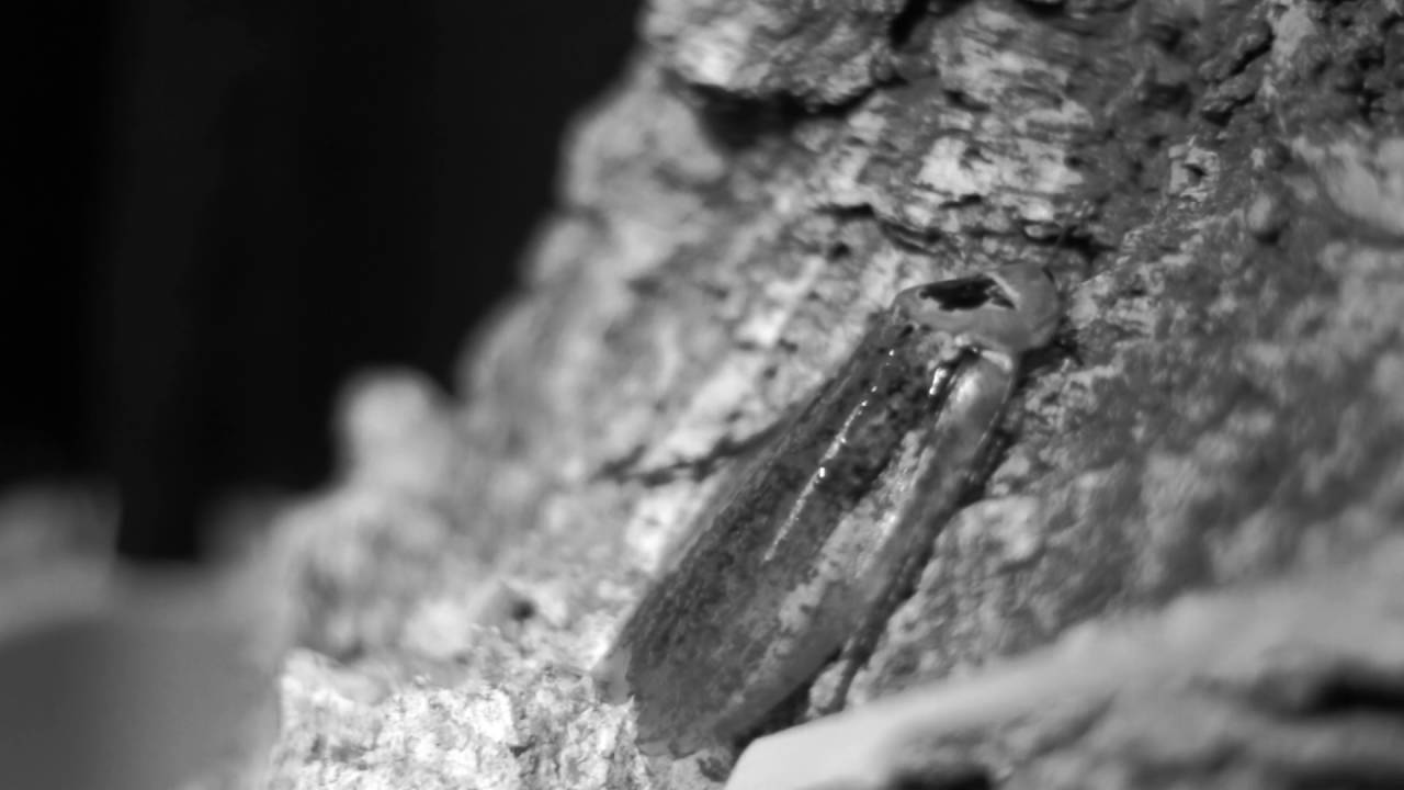 Archimandrita tesselata, peppered roach "Hissing" - YouTube