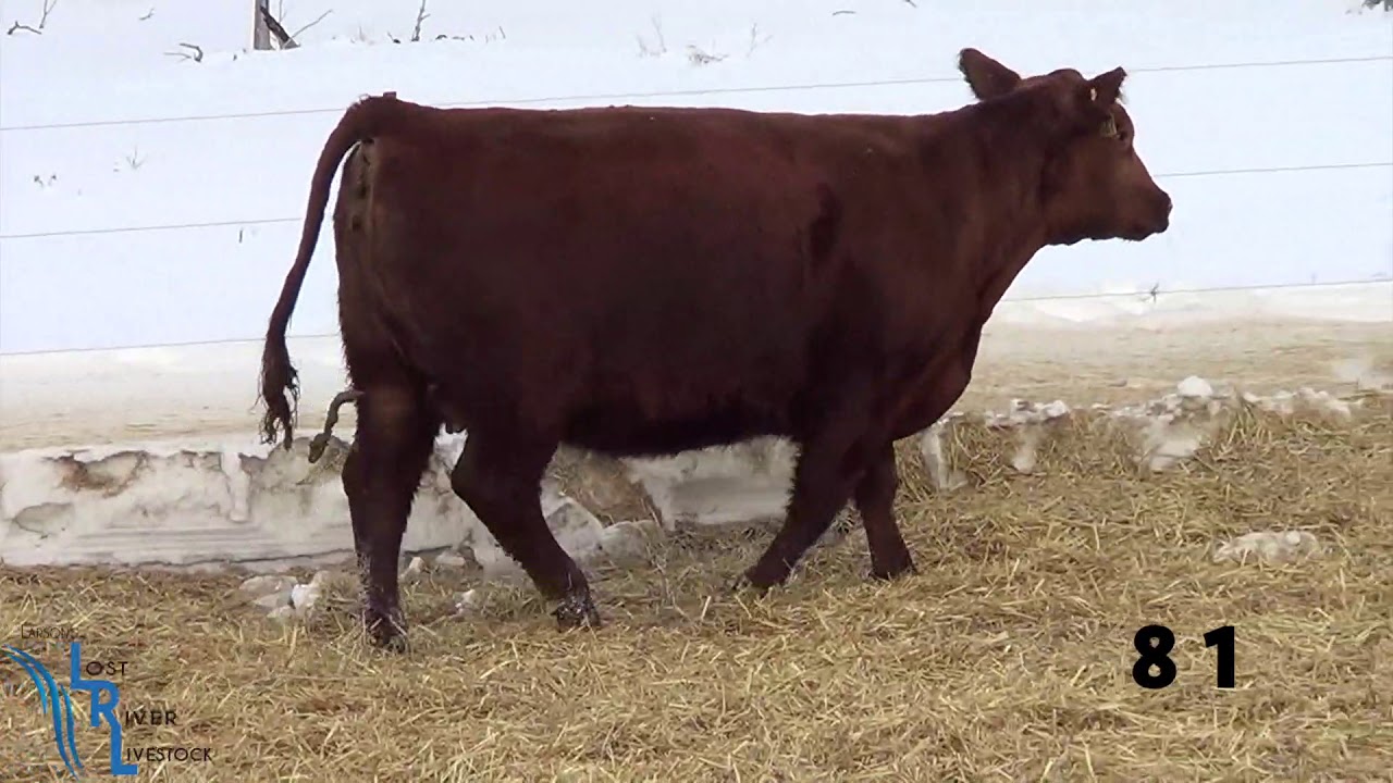 Larson Lost River Livestock 2020 Lot 81 - YouTube