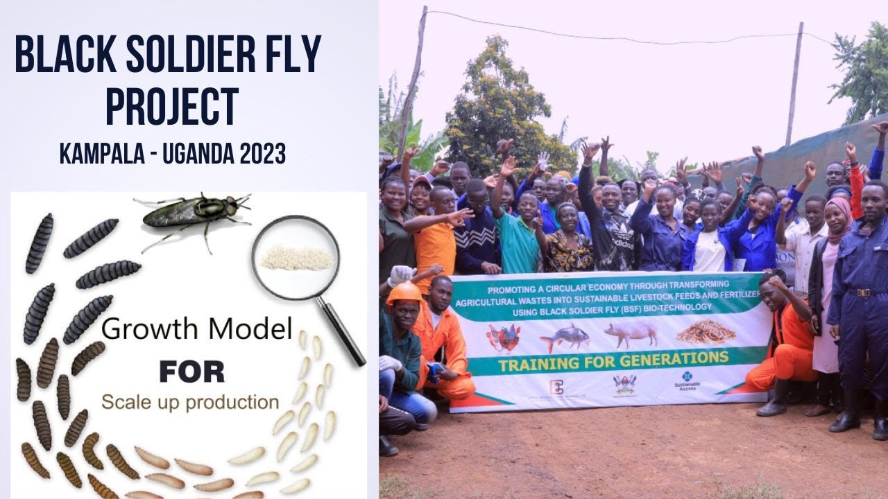 BLACK SOLDIER FLY (BSF) PROJET: PHASE 1 - FARMER TRAINING AND OUTGROWER ...
