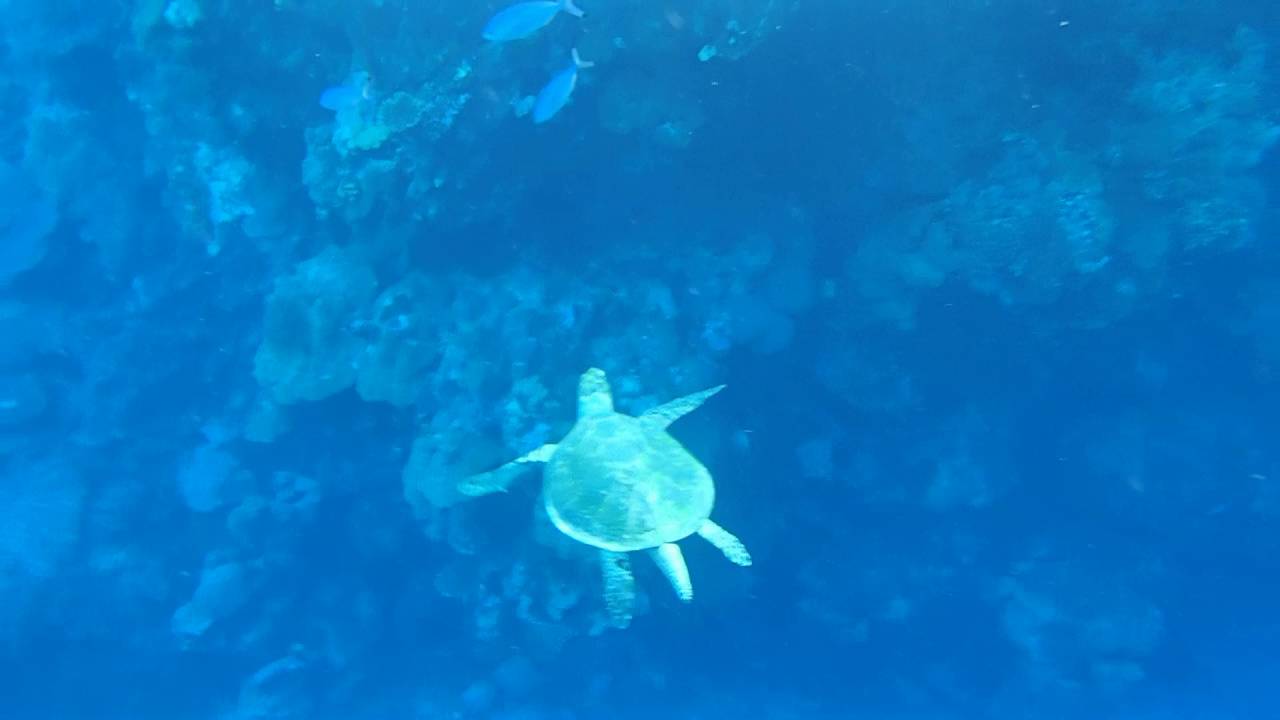 želvička na El Malahi - YouTube