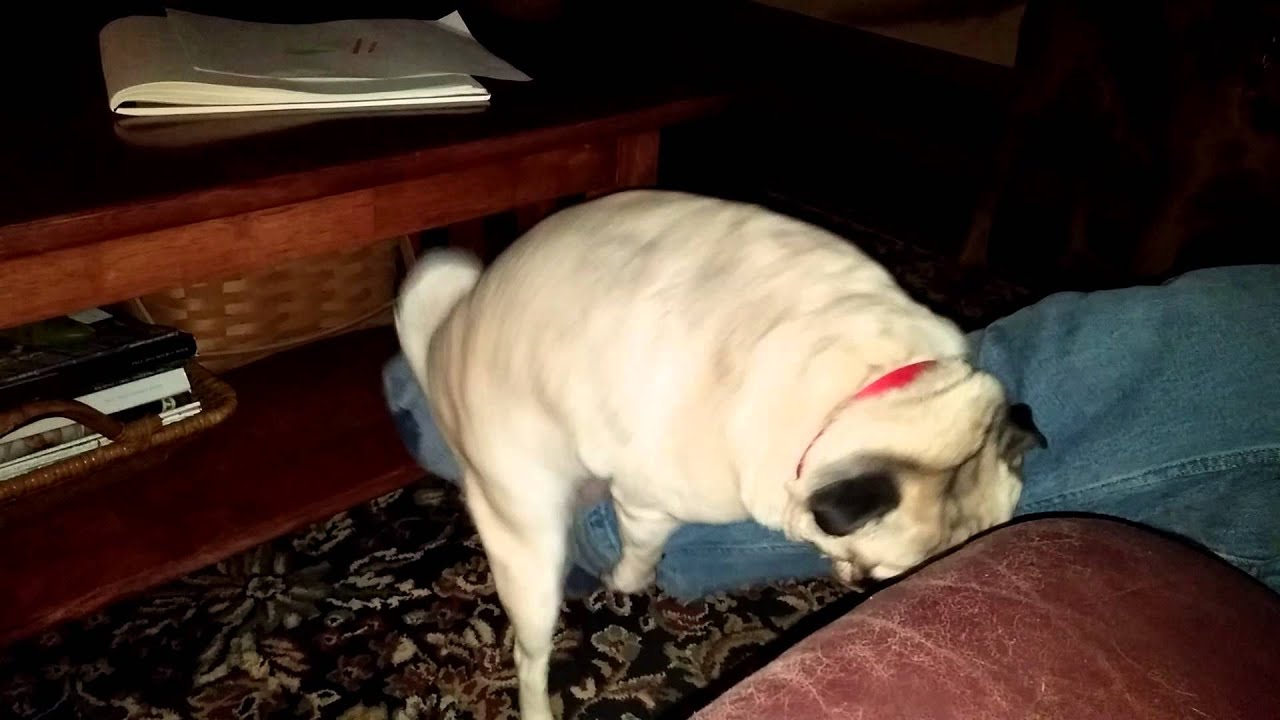 Pug humps! - YouTube