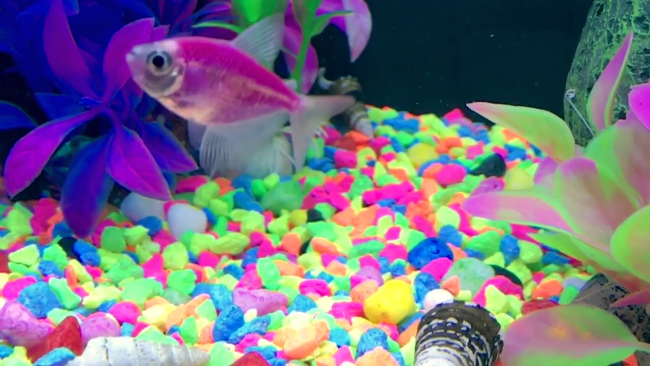 GloFish Tetra playing with food - YouTube