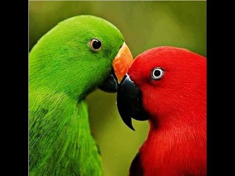 WOLFGANG AMADEUS MOZART CLARINET CONCERTO IN A MAJOR, ADAGIO, BIRDS ...