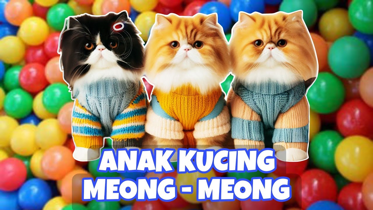 KUCING MEONG MEONG‼️KOMPILASI KUCING LINCAH-LINCAH‼️LAGU KUCING MEONG ...