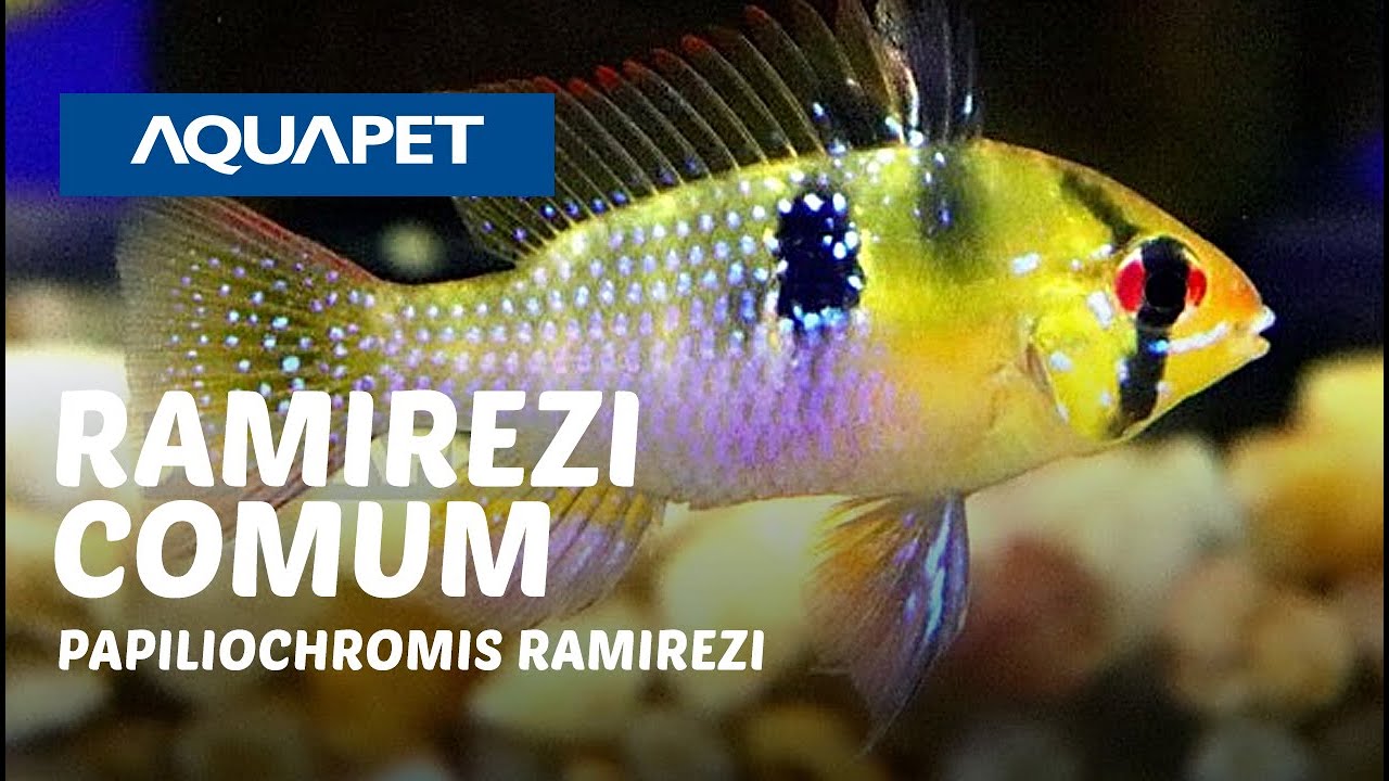 Peixe Ramirezi Comum (papiliochromis ramirezi) - YouTube