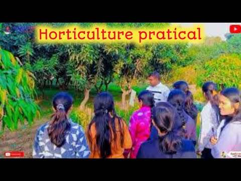Practical of Horticulture🌱 || उद्यानिकी प्रेक्टिकल🌴 || IARI PATNA👍 ...