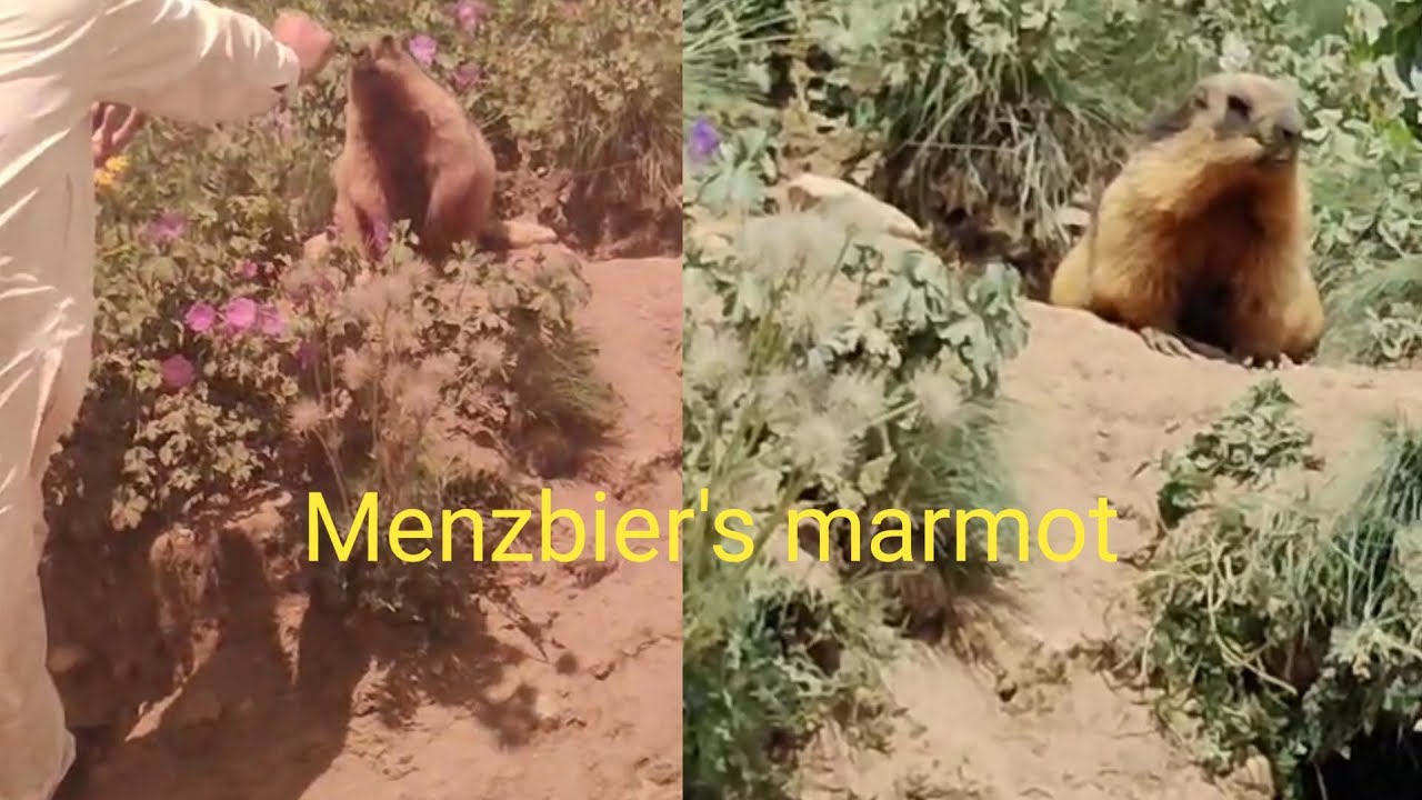 marmot eating in front of camera - YouTube