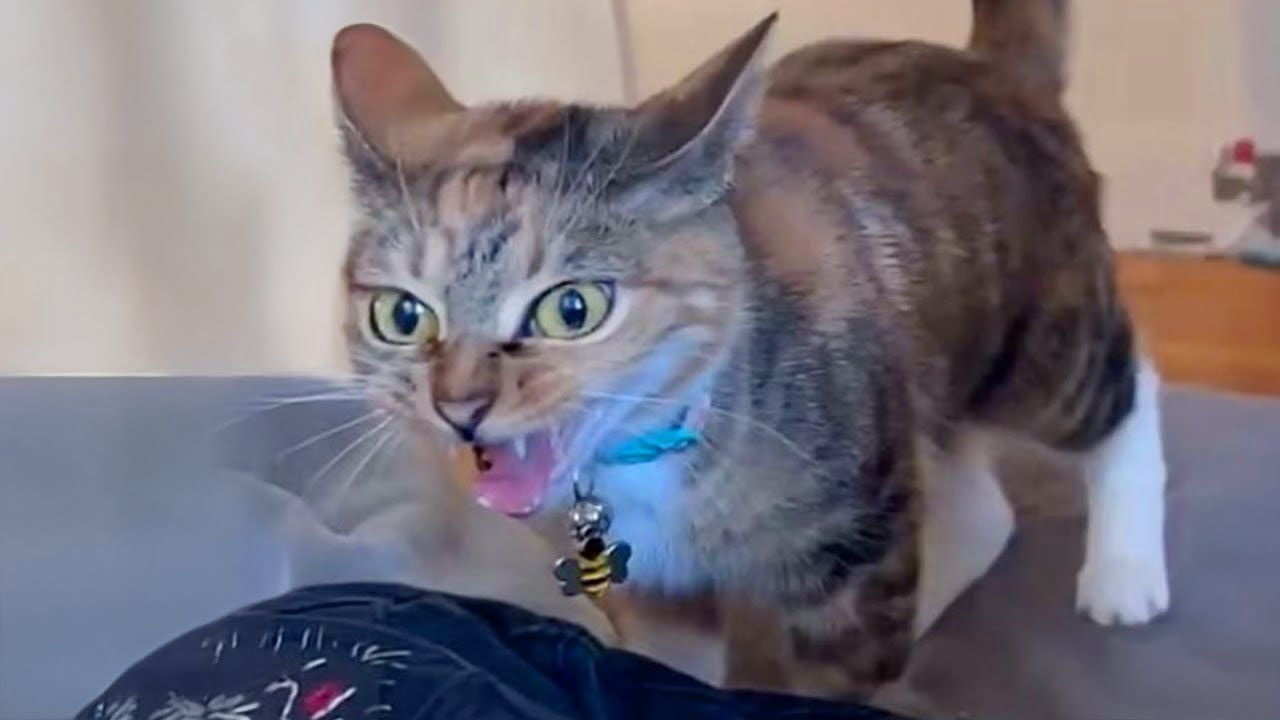 Crazy Cats Antics and Unstoppable Chaos - YouTube