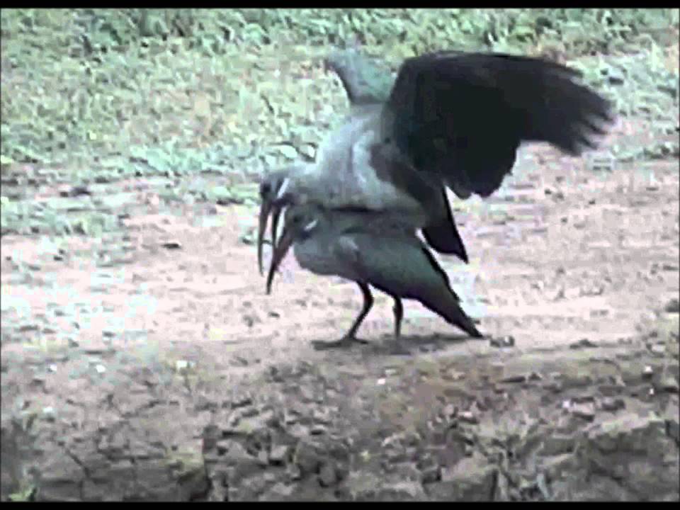 Fatty Jr.,Mating Hadada Ibis , Crowned Lapwing's Running Off a Nile ...