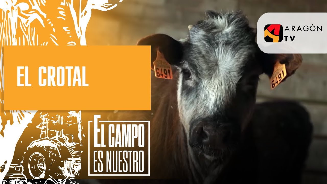 El crotal, ¿Qué es y cómo se usa? - YouTube