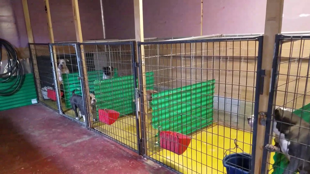 Royal Kennels Home Of The American Bully future Dog Man learning the ...