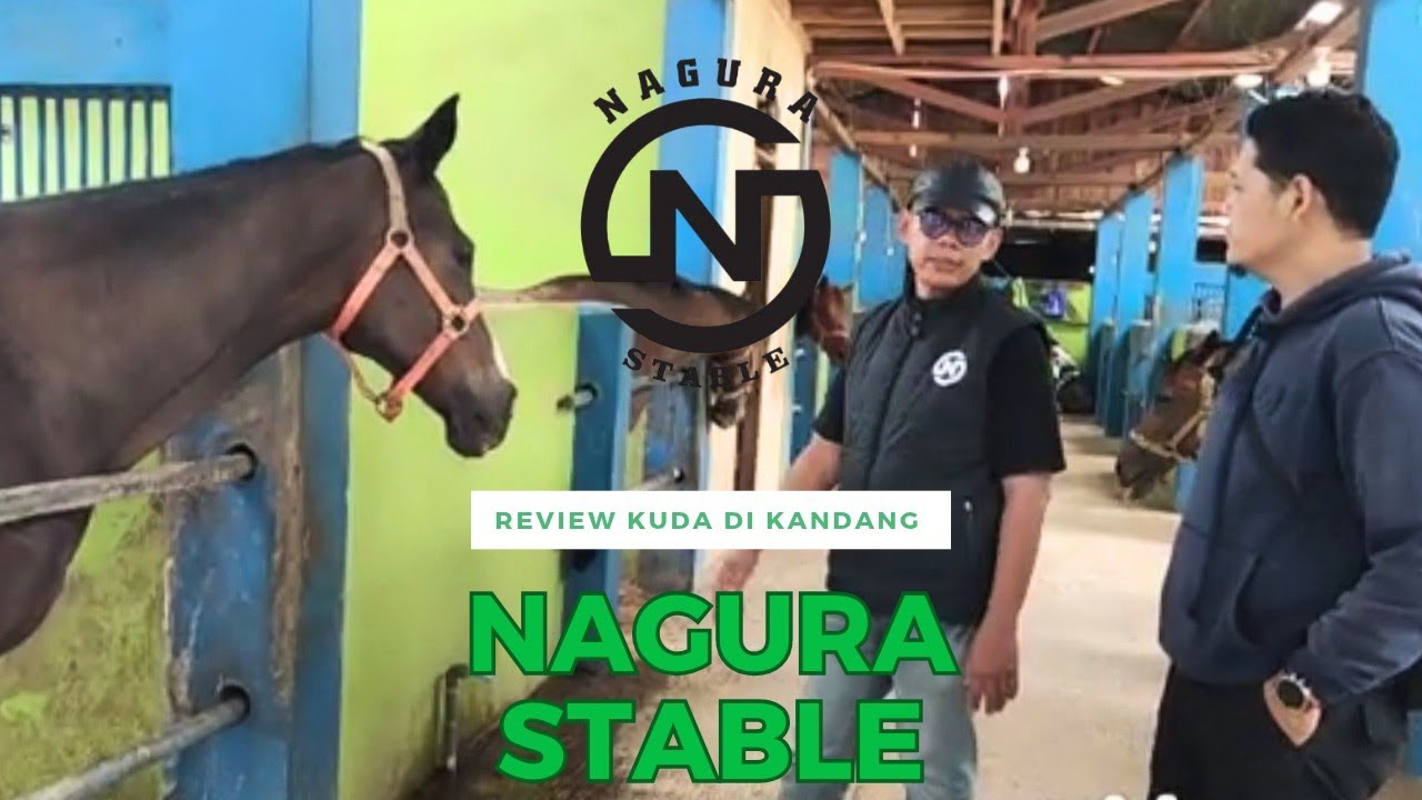 BERKENALAN DENGAN KUDA-KUDA YANG ADA DIKANDANG NAGURA STABLE BERSAMA ...