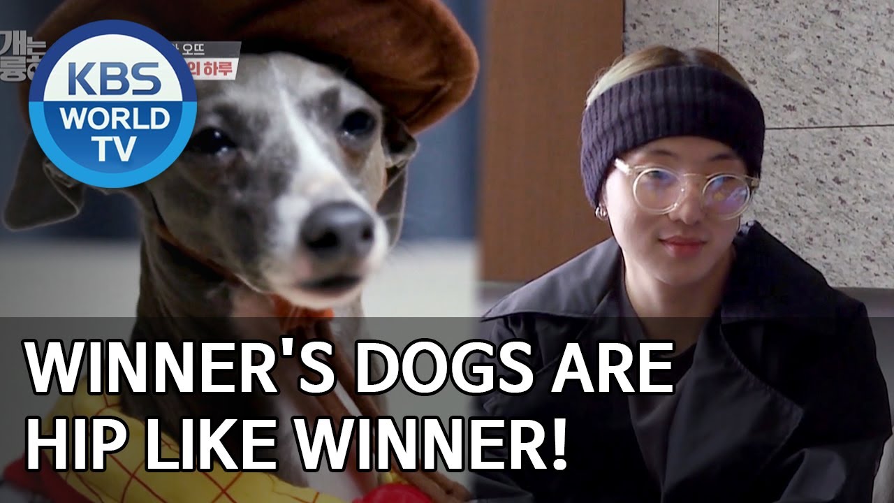 Winner's dogs are hip like Winner! [Dogs are incredible/ENG,CHN/2020.05 ...