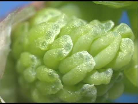 THE SEA IN THE SEED-Sperm of Ginkgo biloba and Reproductive Evolution ...