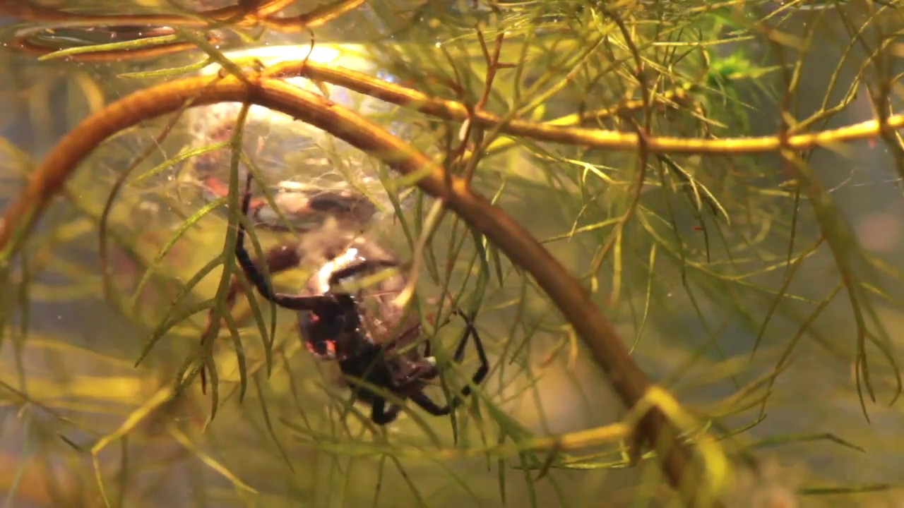 Diving Bell Spider (Argyroneta aquatica) Female With Prey & Making The ...
