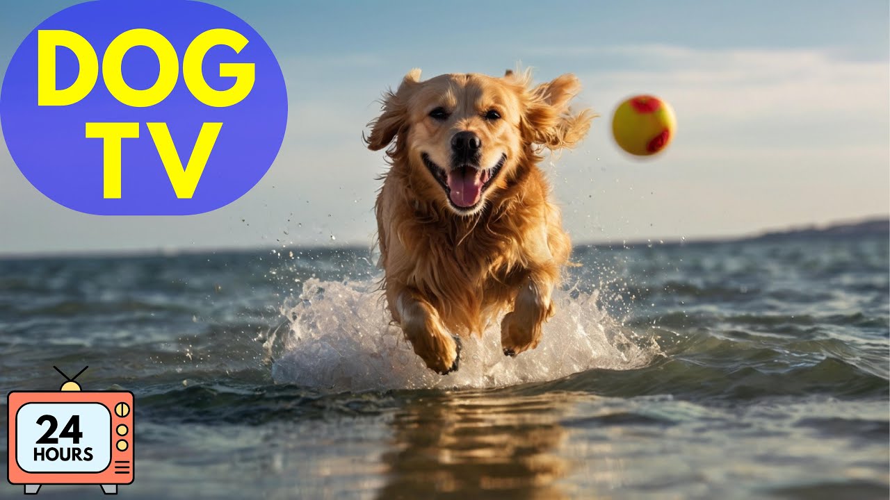 DOG TV: Relaxing Music & Videos for Dogs - 24 Hours of Dog ...