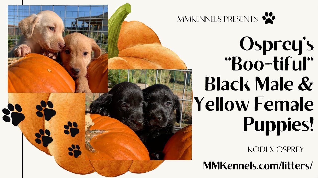 Osprey's "Boo-tiful" FAB FOUR Black and Yellow Lab Puppies Playing ...