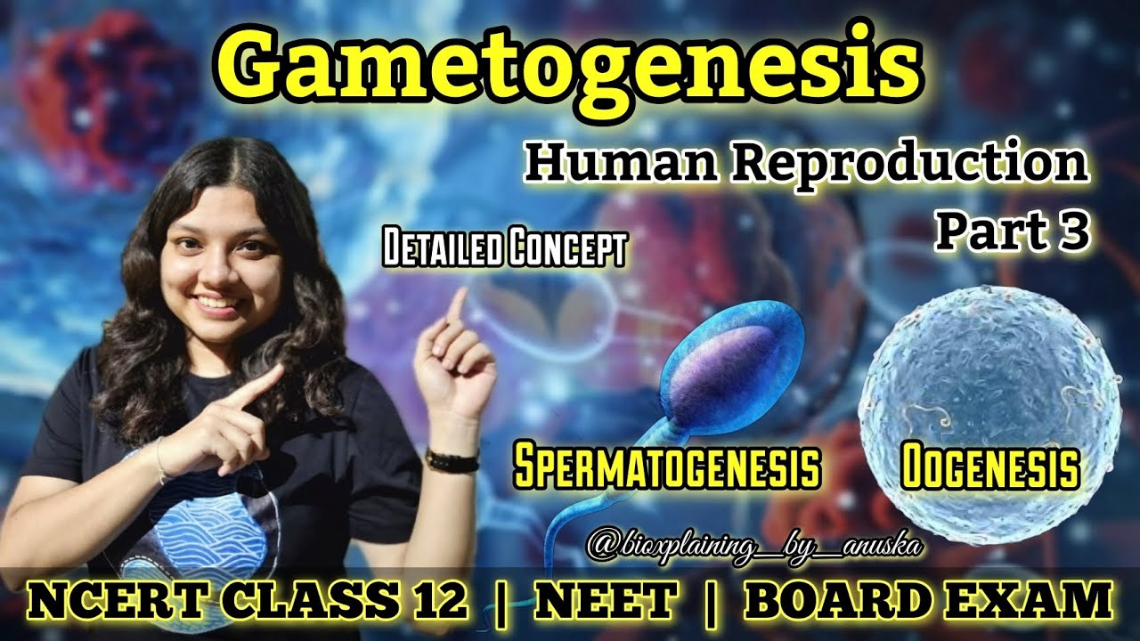 Gametogenesis || Human Reproduction (Part3)| Spermatogenesis ...