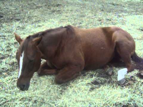Dramatic Horse Laying Down - YouTube