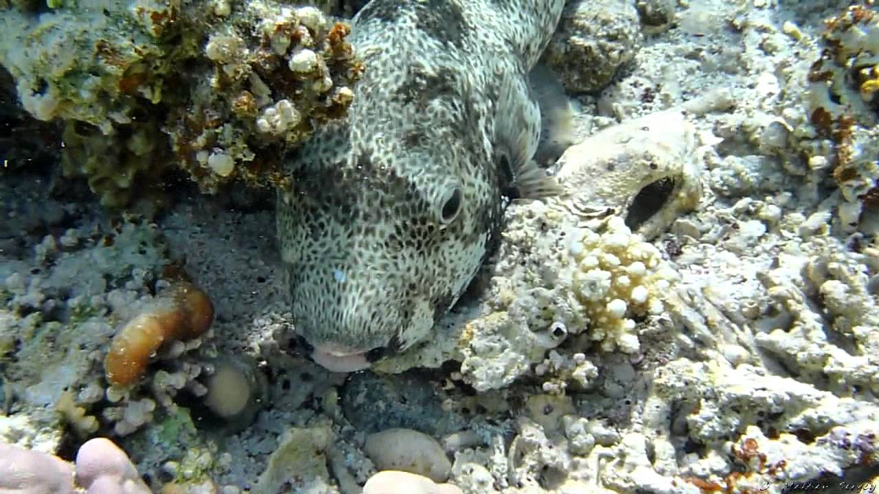 Reticulated puffer. Red Sea 2010-11 m2t - YouTube