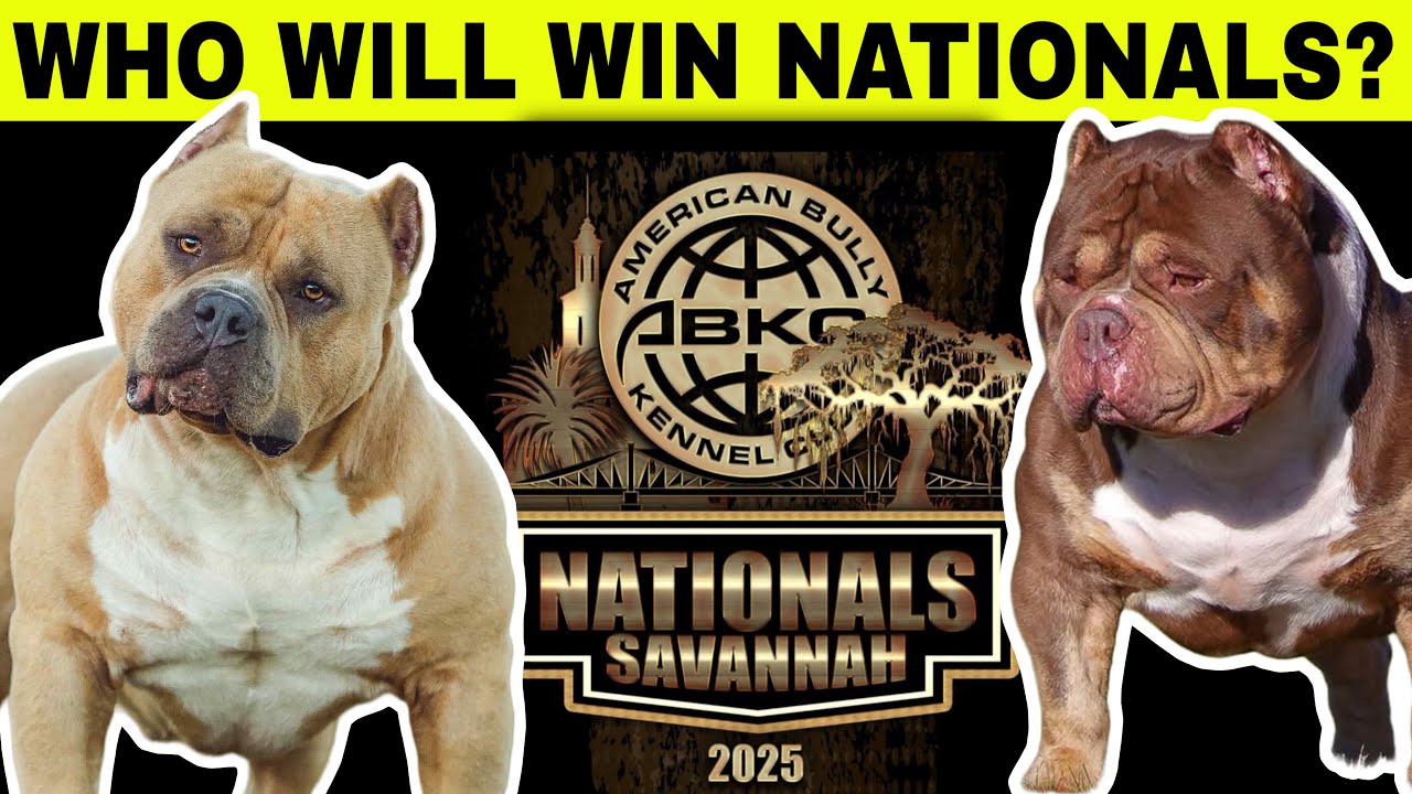 ABKC NATIONAL PREVIEW & PREDICTIONS!!! - YouTube