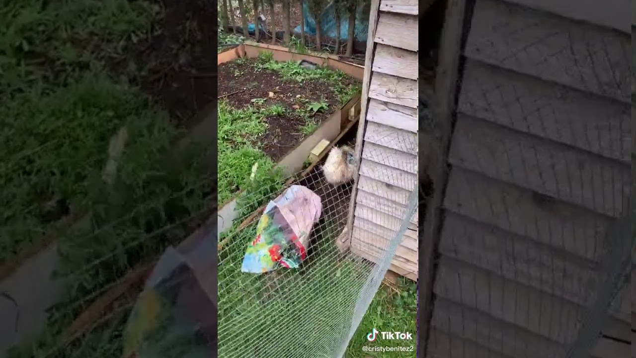 Pollo que haces mojado pinch* pendejo - YouTube
