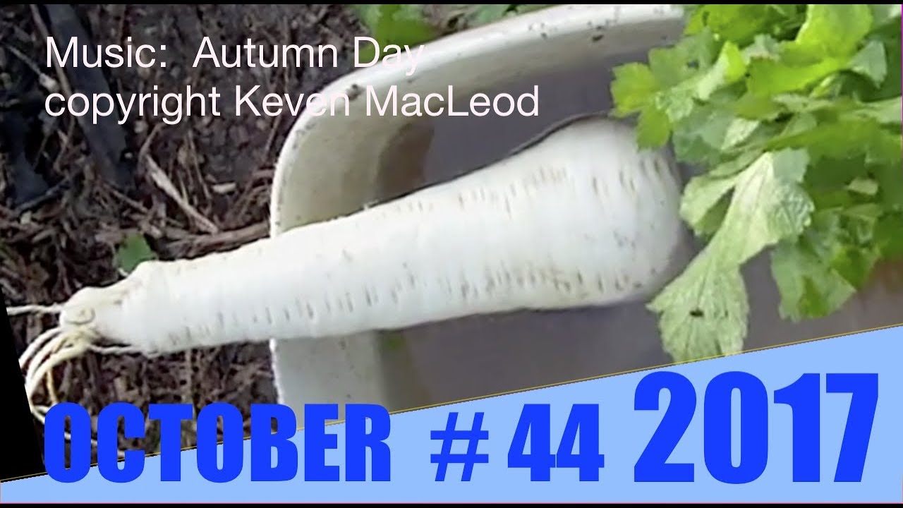 1st Week of October 2017 - YouTube