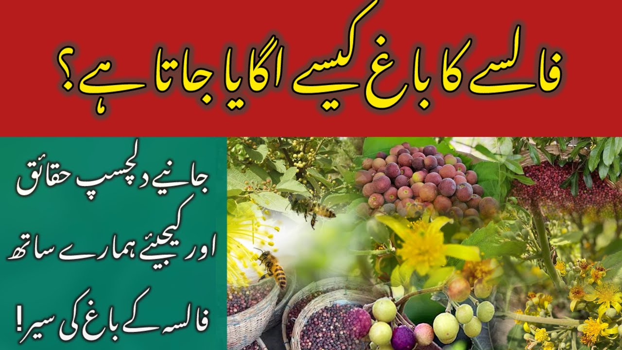 Falsay ka Bagh | Phalsa Flowers | Grewia Orchards | Falsa kesay ugaya ...