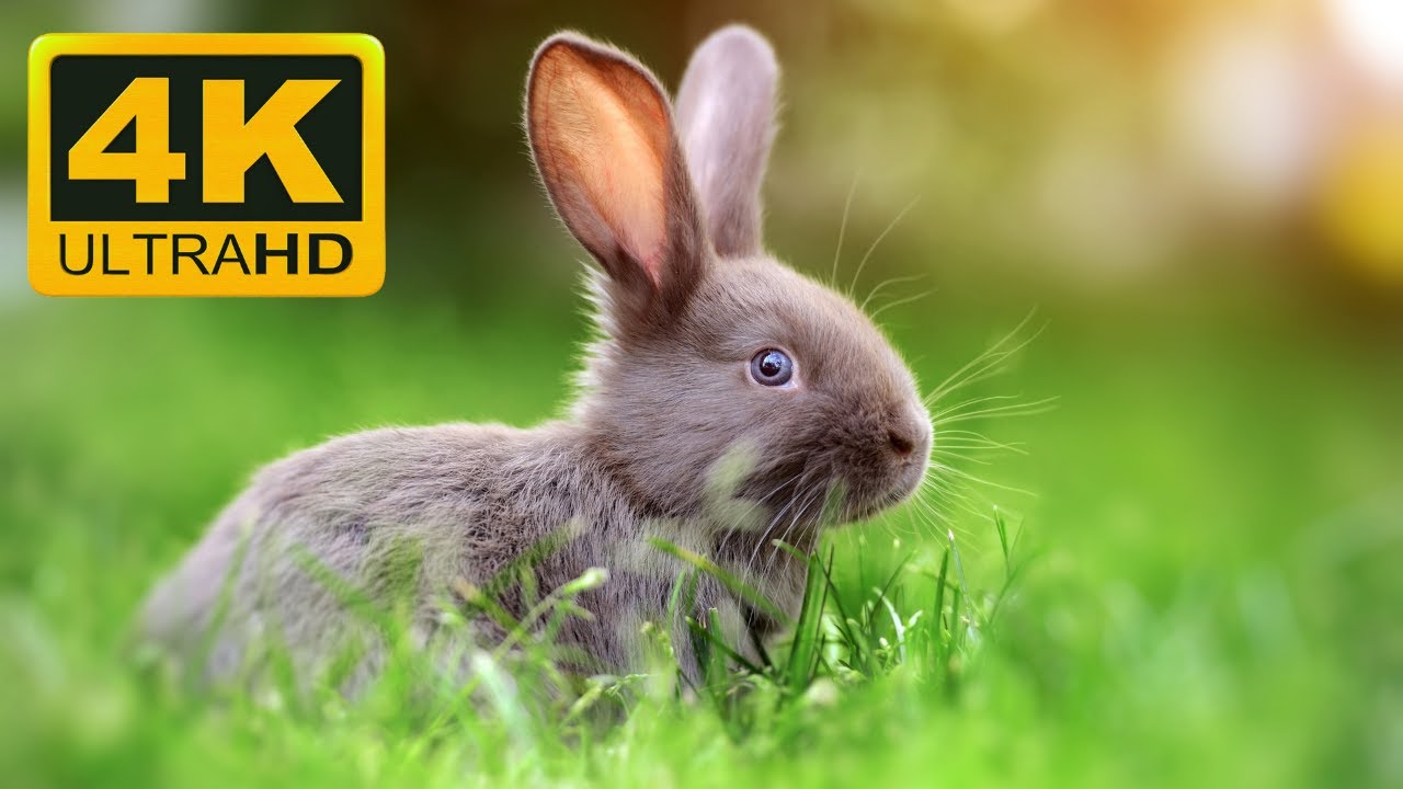 Ultimate Cute Rabbit Collection in 4K ULTRA HD - YouTube
