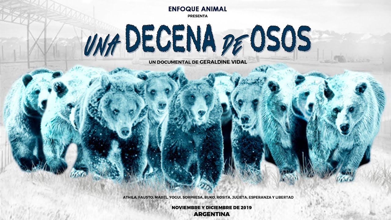 UNA DECENA DE OSOS | Documental Completo subtitulado. Traslado de 10 ...