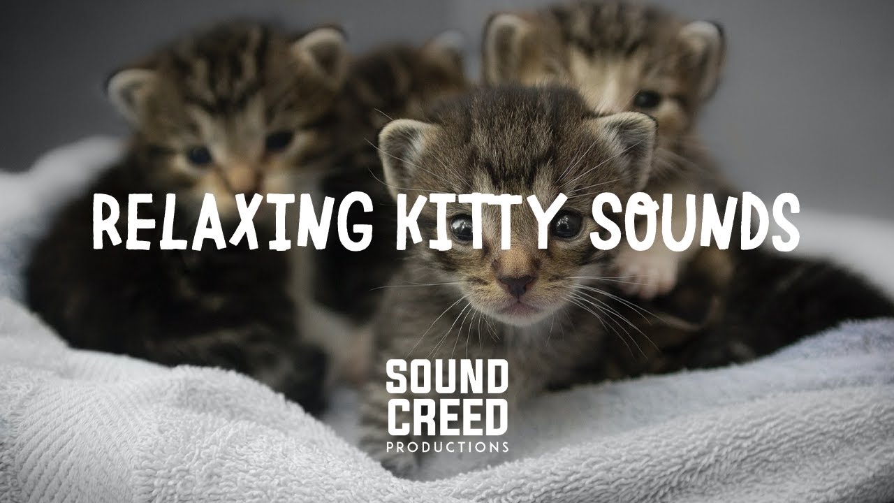 Relaxing kitty sounds (perfect for relaxing and relieving stress) - YouTube