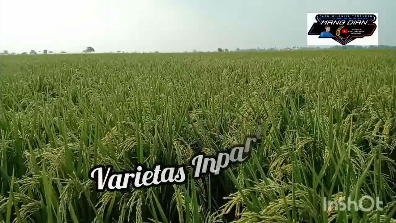 Review Padi Varietas Ciherang Bima,Fazerro,Infari 32 Karawang Utara. - YouTube
