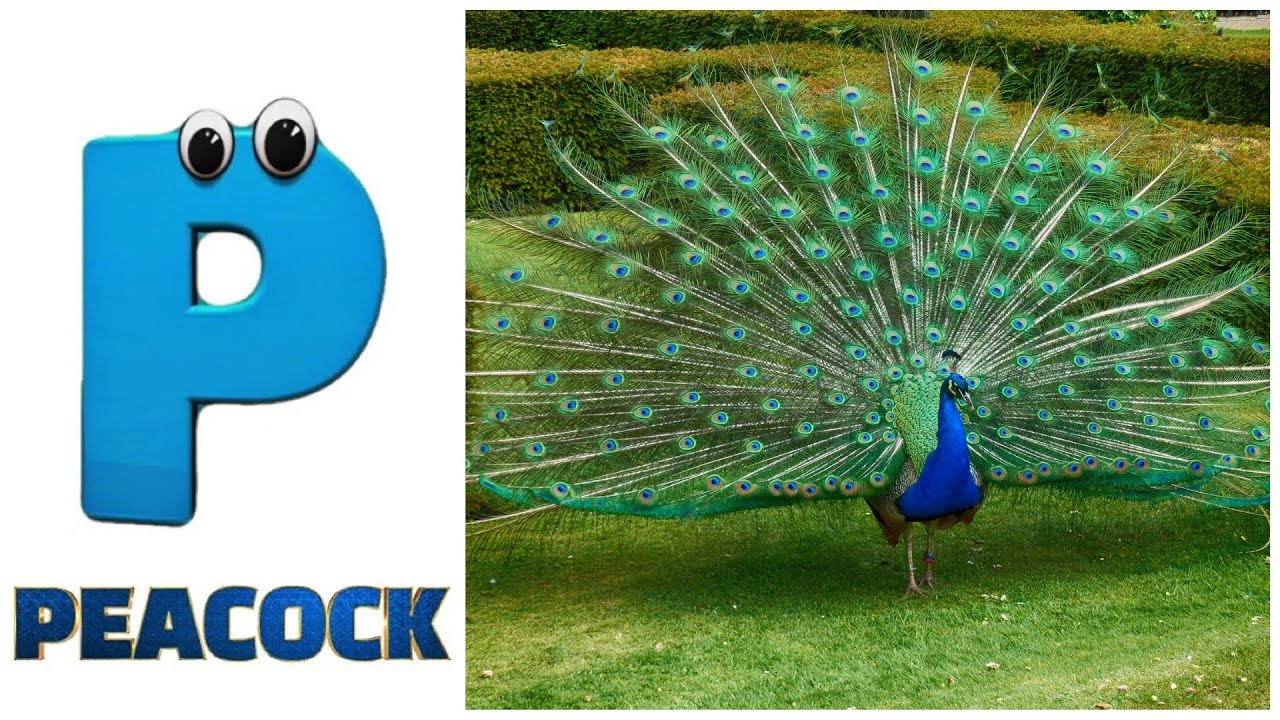 ABC Song | Birds 🦃 ABC Song | Phonics for Kids | Learn ABC, Baby ...