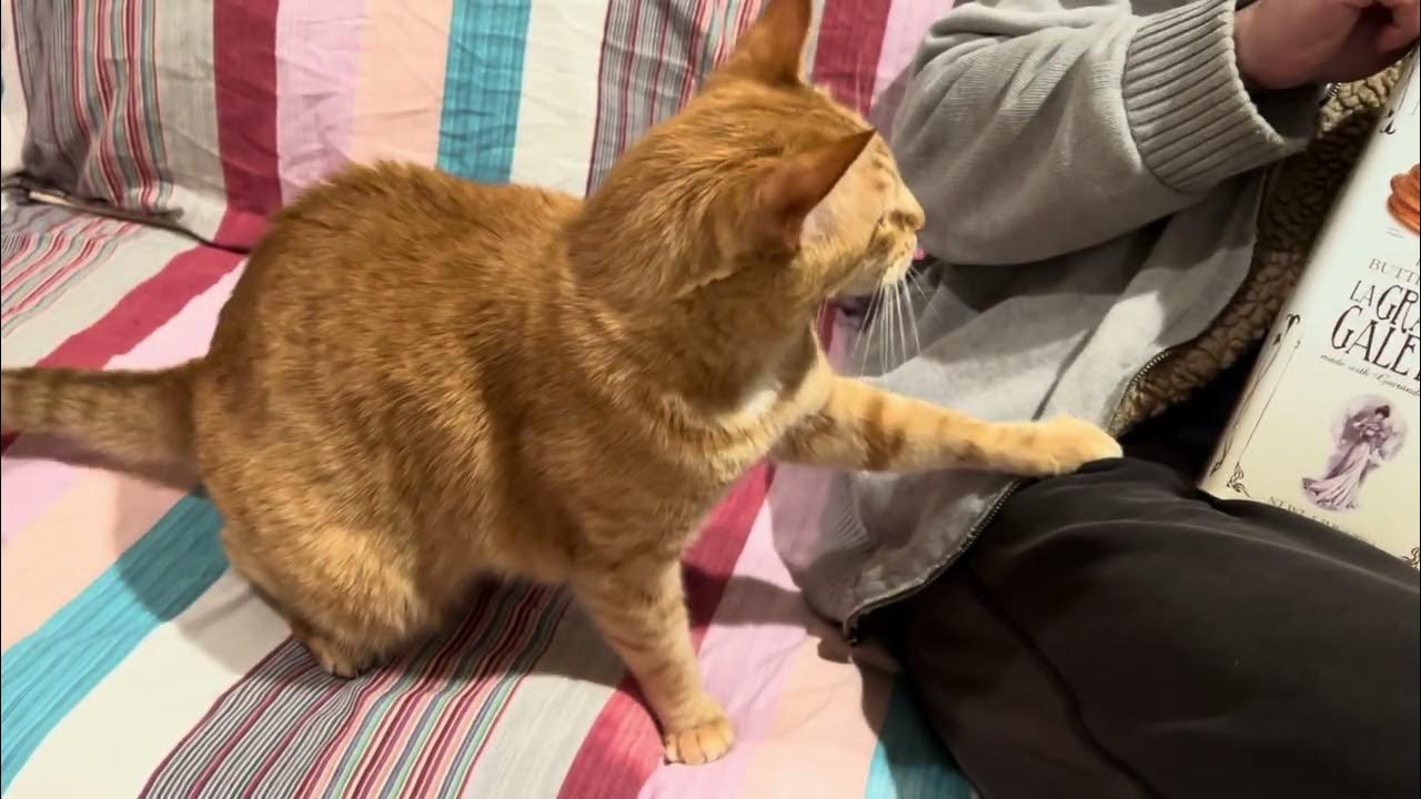 Please don’t give the catnip jar to cat, he will put his head in and have too much~ #cat #catnip ...