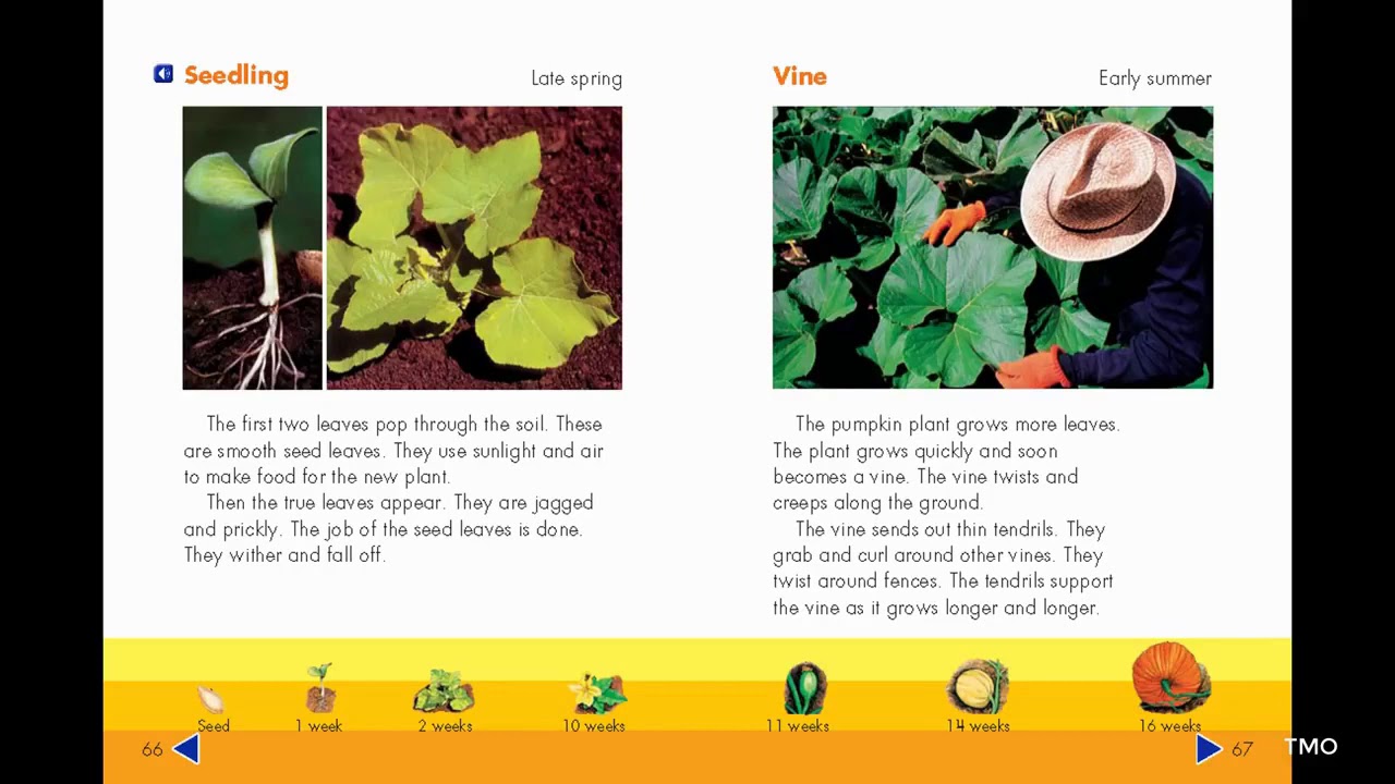 2:1 2nd grade Pumpkin Life Cycle Lesson 1 - YouTube