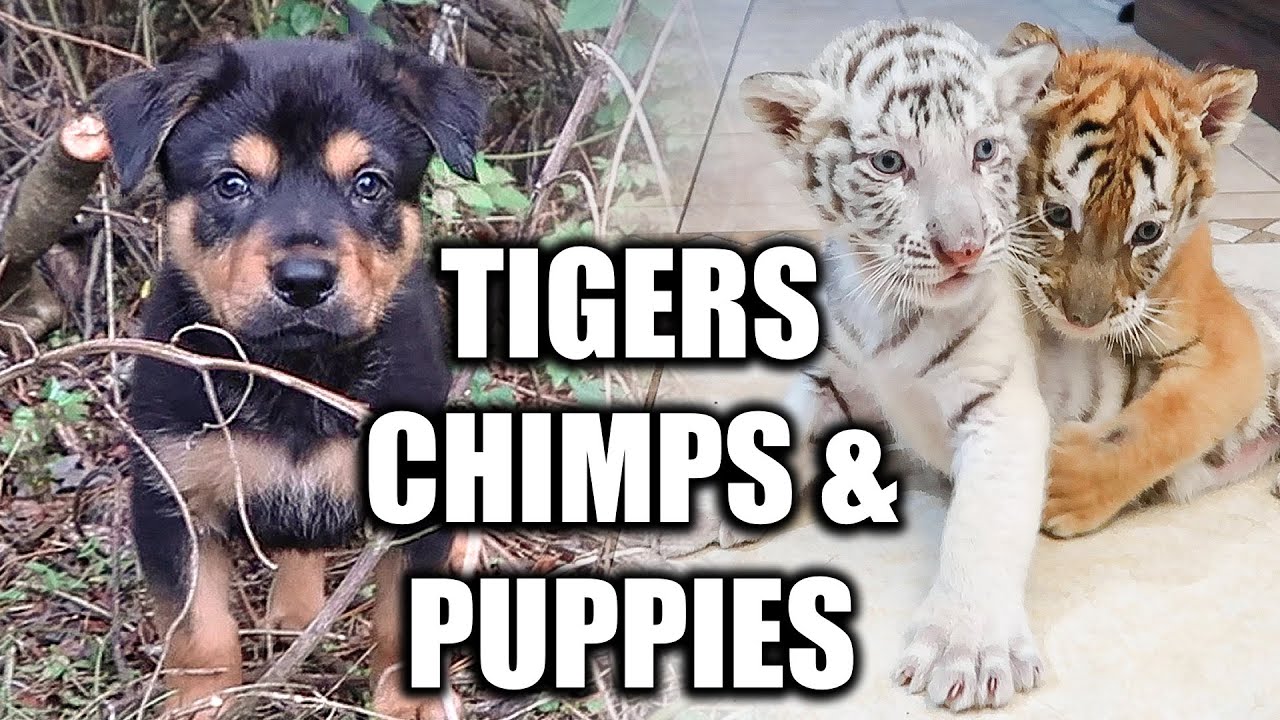 Puppies Meet Tiger Cubs For The First Time! | Myrtle Beach Safari - YouTube