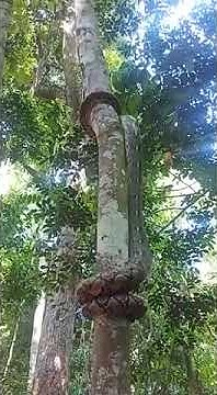 A big python climb on the tree - YouTube
