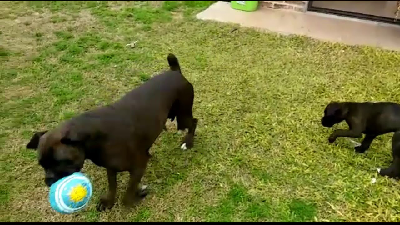 CACHORRITO BOXER JUGANDO CON SU MADRE - YouTube