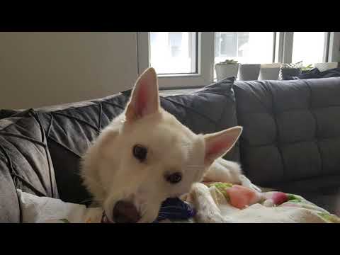 SİBERİAN HUSKY