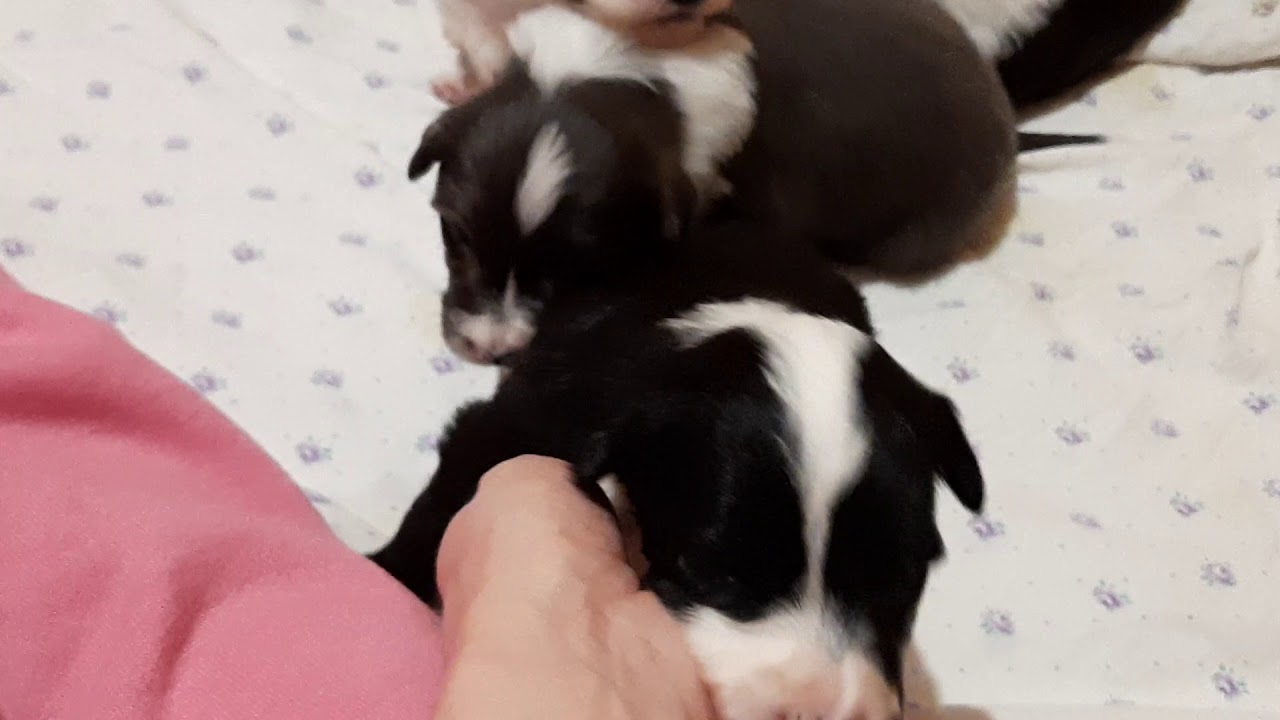 Kisses of Angel border collies щенкам 15 дней - YouTube