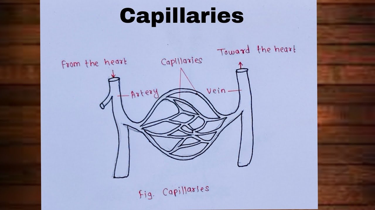 How To Draw Capillaries Diagram/ How To Draw Structure Of Capillaries ...