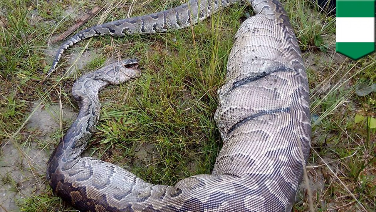 Missing Man Found Inside Python YouTube missing-man-found-inside-python-youtube