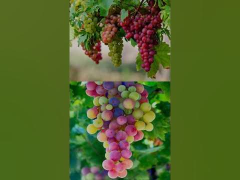 How to grow read green grape tree from grape fruit🪴#nature #grape #terracegarden #ytshorts # ...
