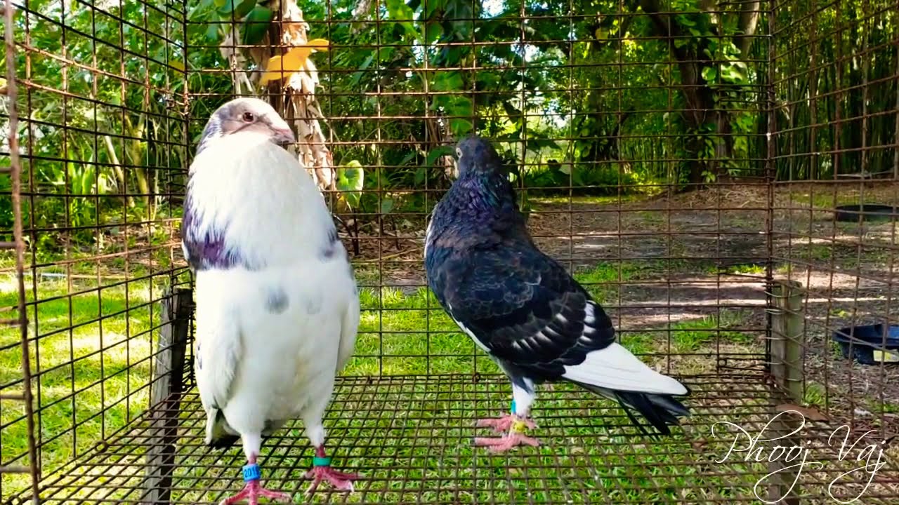 Cuban Pouter - Red Grizzled 4 Months Old - YouTube