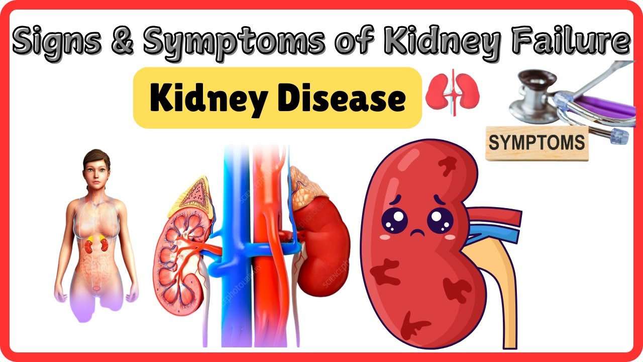 Symptoms and Signs of Kidney Failure || Kidney Renal Disease - YouTube