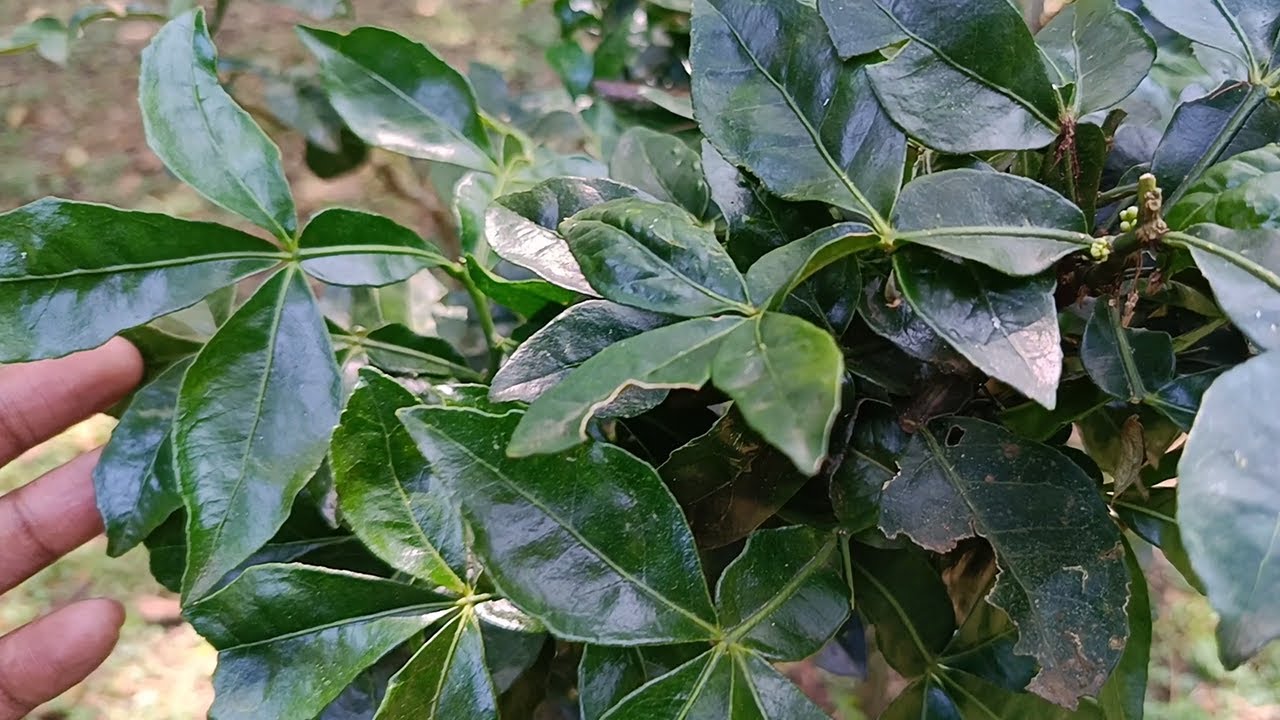 GEZZA EMBOLO YONO KATIMBOLO NE MAGEJJO AGEZZA EMBOLO NOKUWANVUYA ...